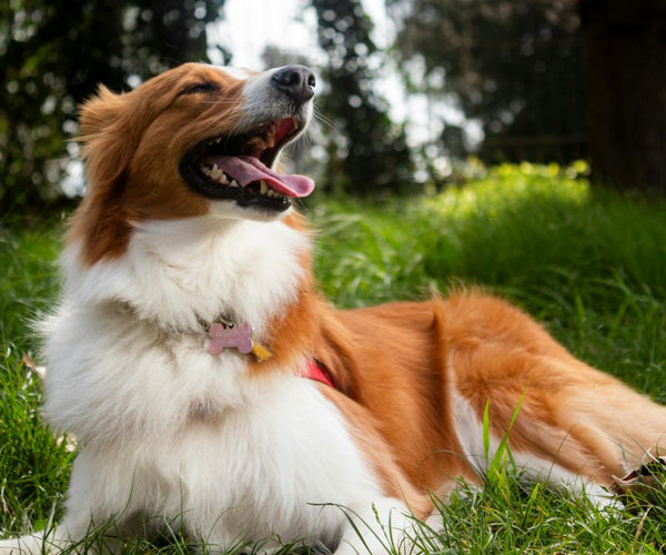 Are Beef Hearts Good for Dogs? 7 Proven Health Benefits and Feeding Ti ...